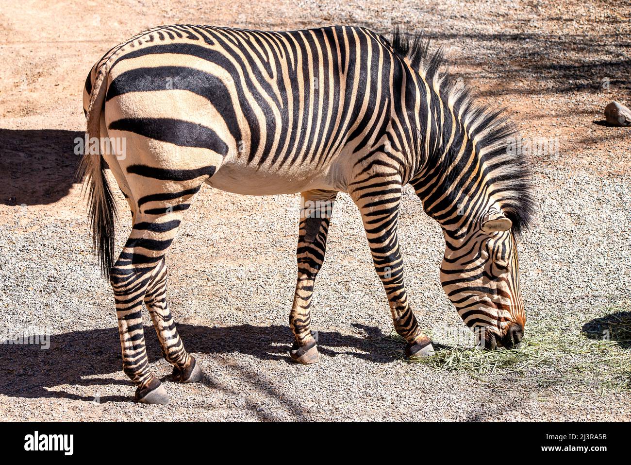 Zoo animals for kids hi-res stock photography and images - Alamy