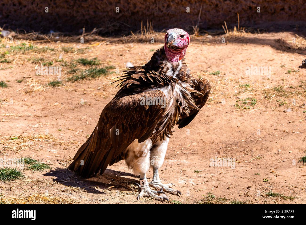 Turkey Vulture in Arizona Stock Photo - Alamy