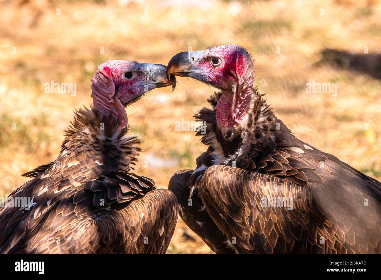 Vulture crop hi-res stock photography and images - Alamy