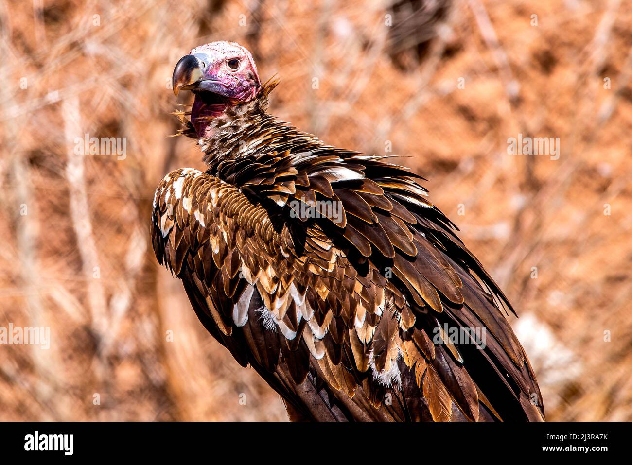 Turkey Vulture in Arizona Stock Photo - Alamy