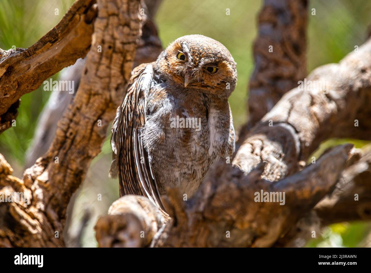 An Elf owl in the cactus in Arizona USA Stock Photo - Alamy
