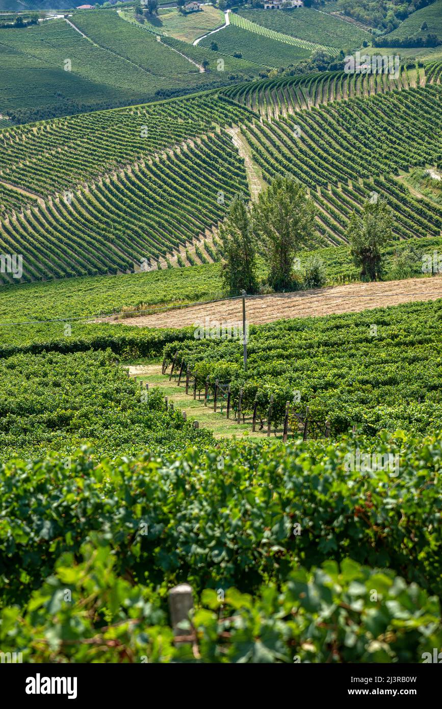 Langhe italy barolo wine drinking hi-res stock photography and images ...