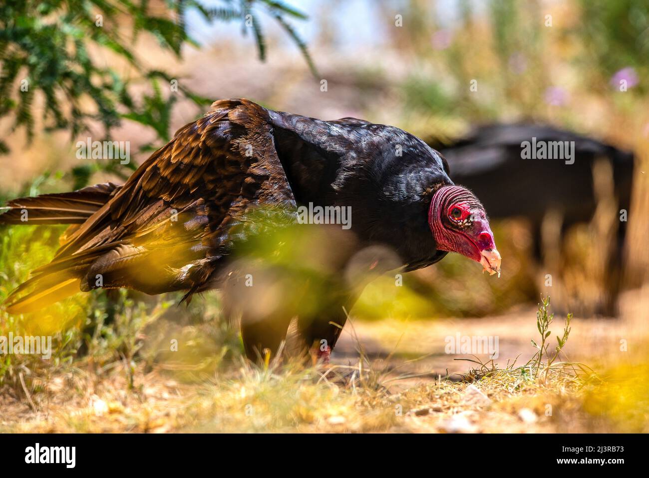 Arizona vulture hi-res stock photography and images - Alamy
