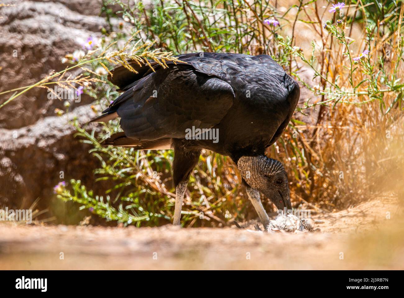 Vulture crop hi-res stock photography and images - Alamy