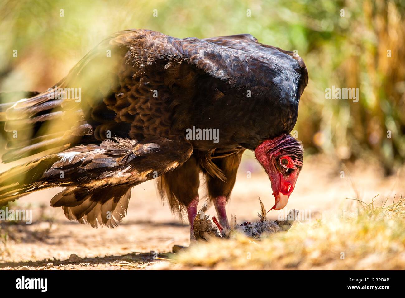 Arizona vulture hi-res stock photography and images - Alamy