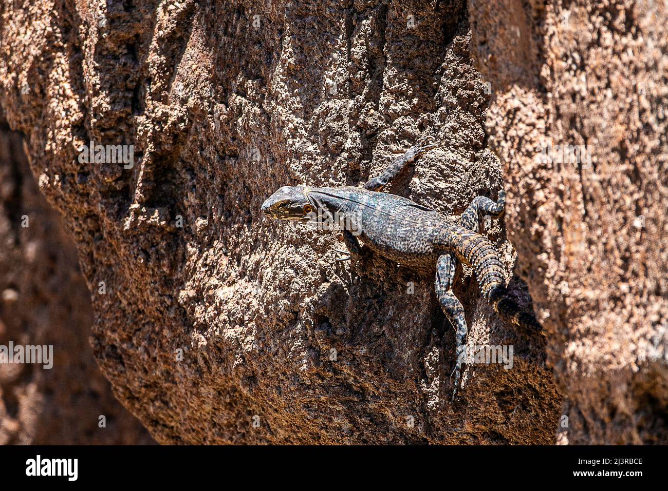 Lizard on a rock in AZ Stock Photo - Alamy