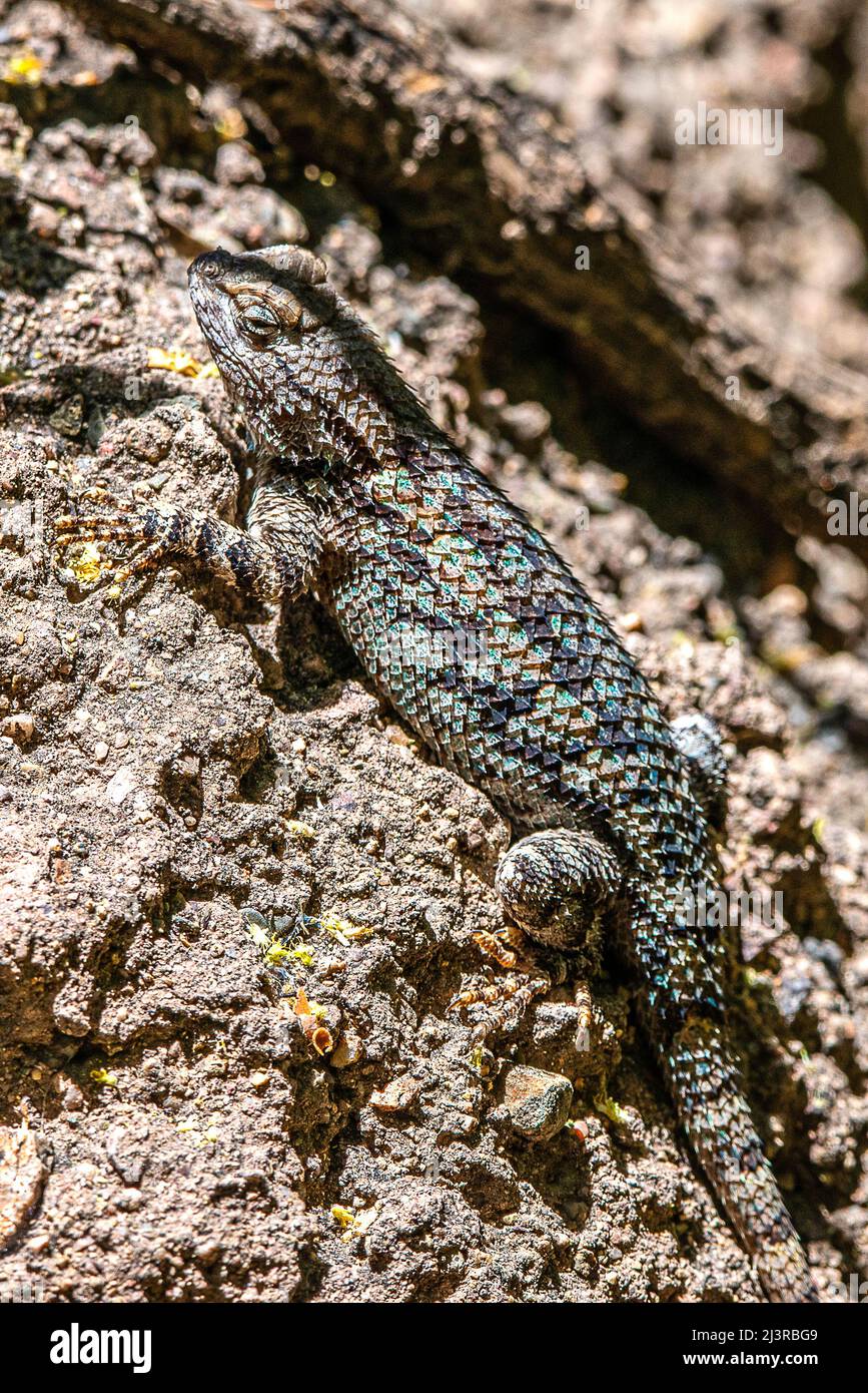 Lizard feet hi-res stock photography and images - Alamy