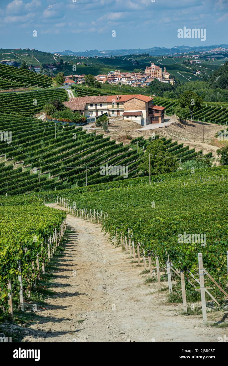 Vineyards of barolo wine, Langhe area, Piedmont, Italy Stock Photo - Alamy