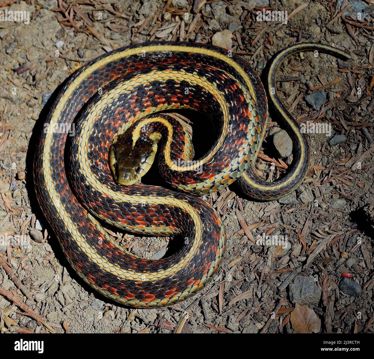 Snake in the city hi-res stock photography and images - Alamy
