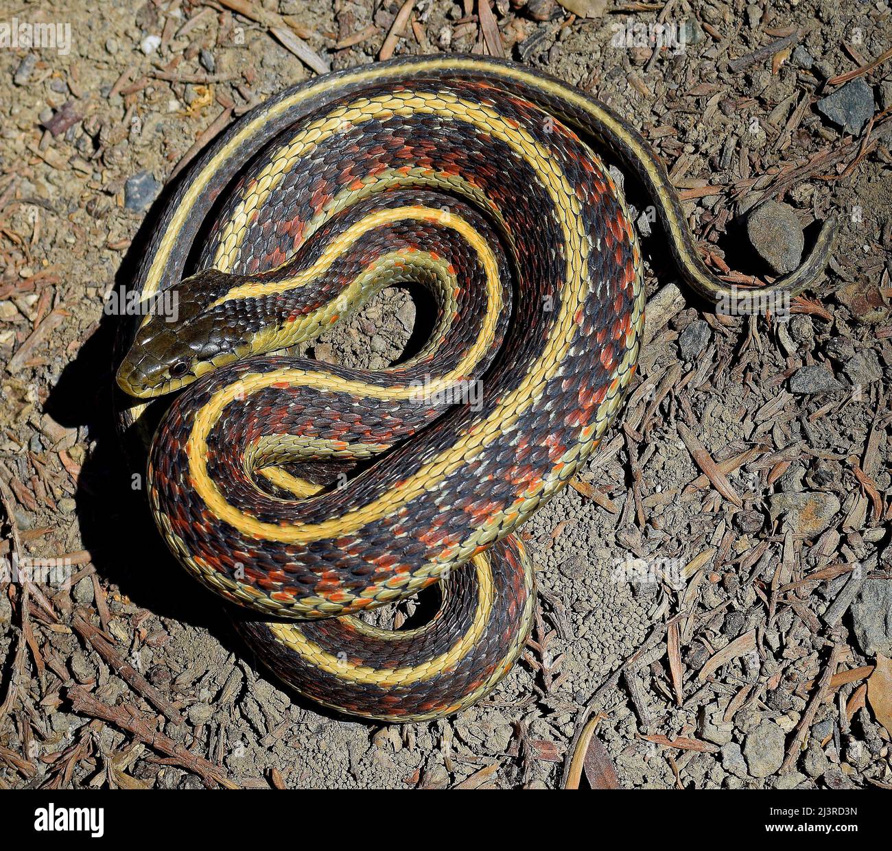California snake hi-res stock photography and images - Alamy