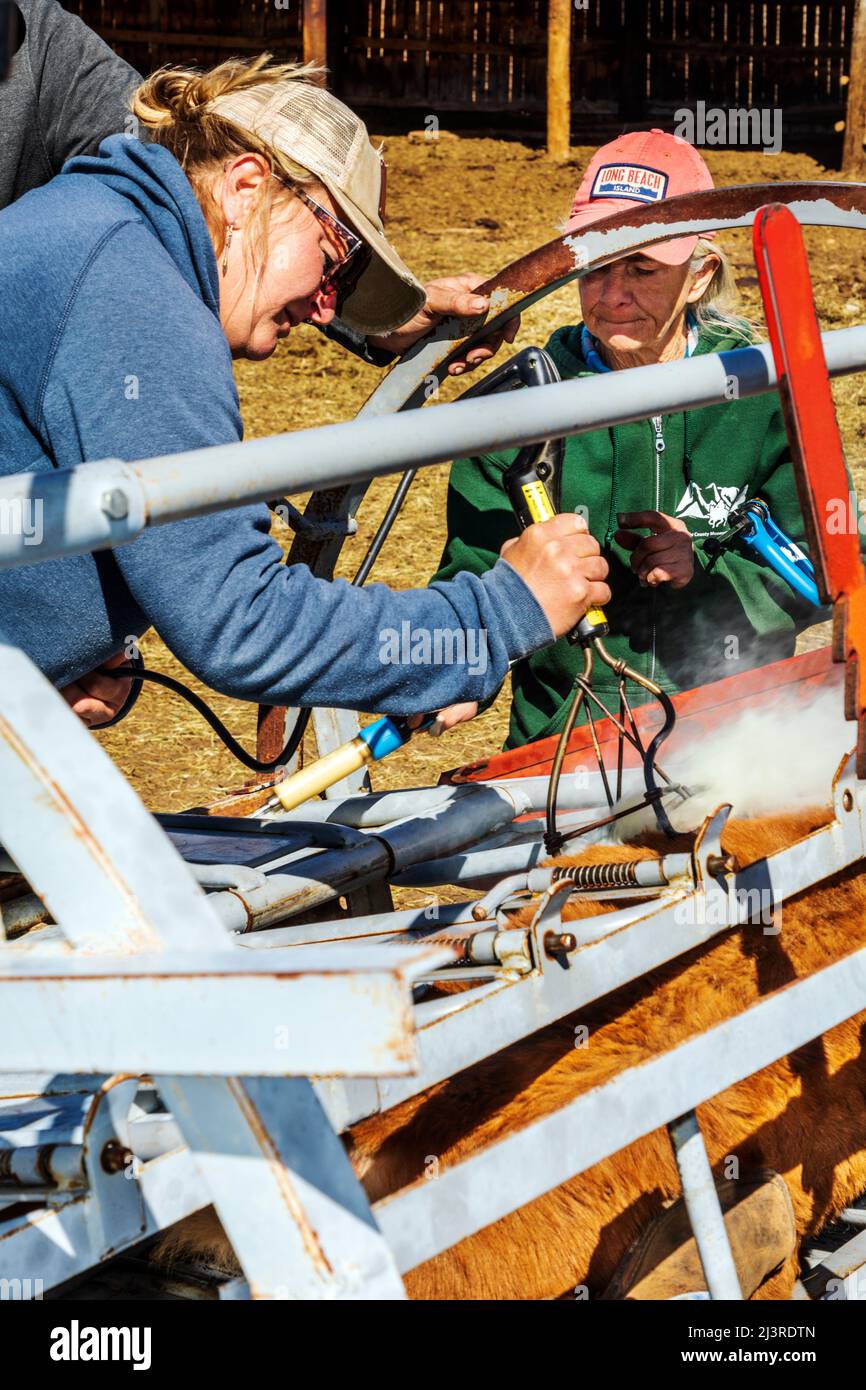 Female cow owner hi-res stock photography and images - Alamy