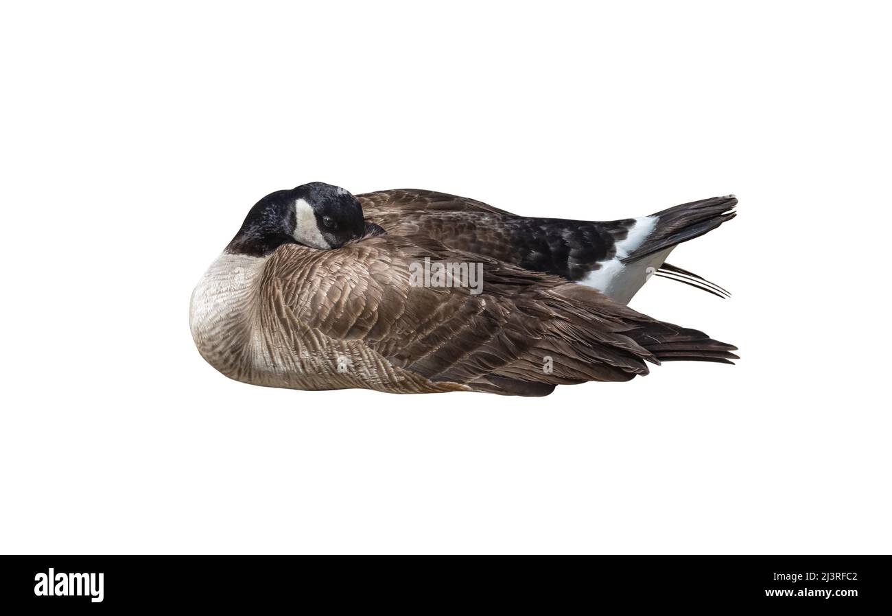 Canada goose resting close up cutout isolated on white background Stock ...