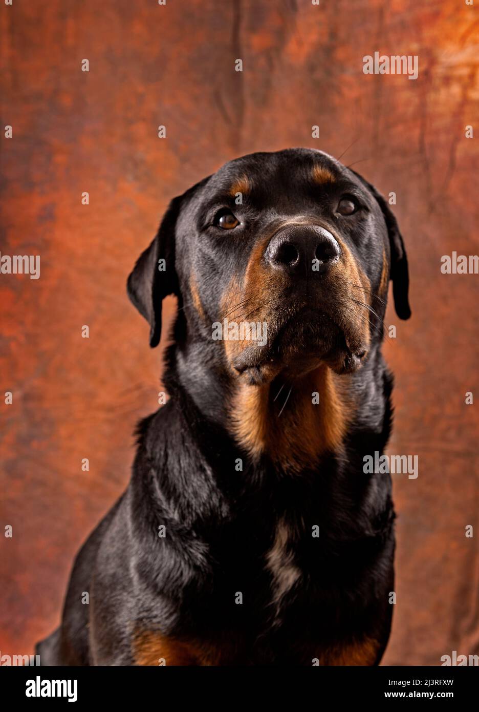 Studio portrait of beautiful adult male rottweiler purebreed dog Stock ...