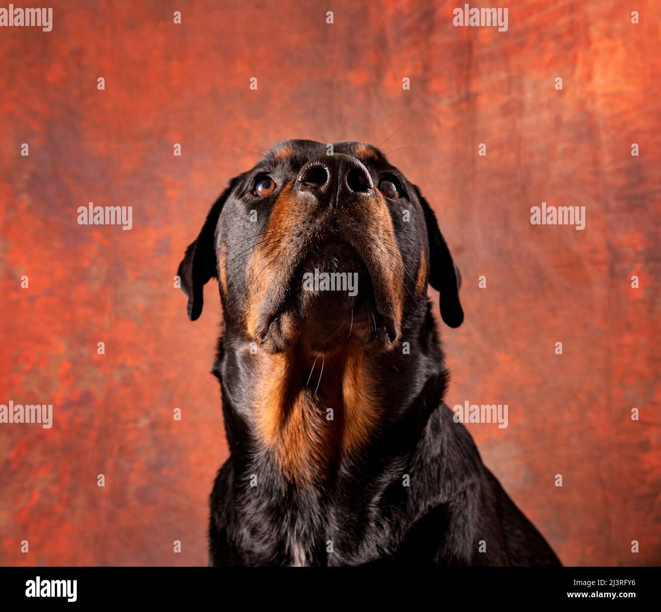 Studio portrait of beautiful adult male rottweiler purebreed dog Stock ...