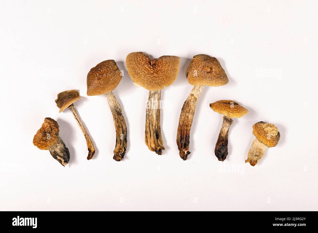 Dried Psilocybe Azurescens