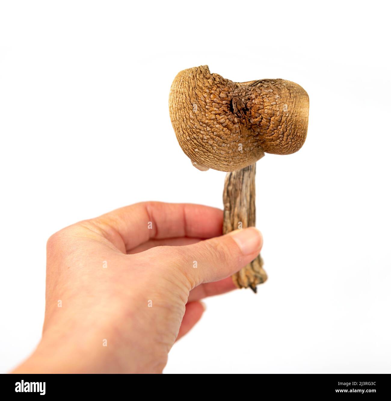 Dried magic mushrooms (psilocybe cubensis) isolated over white ...
