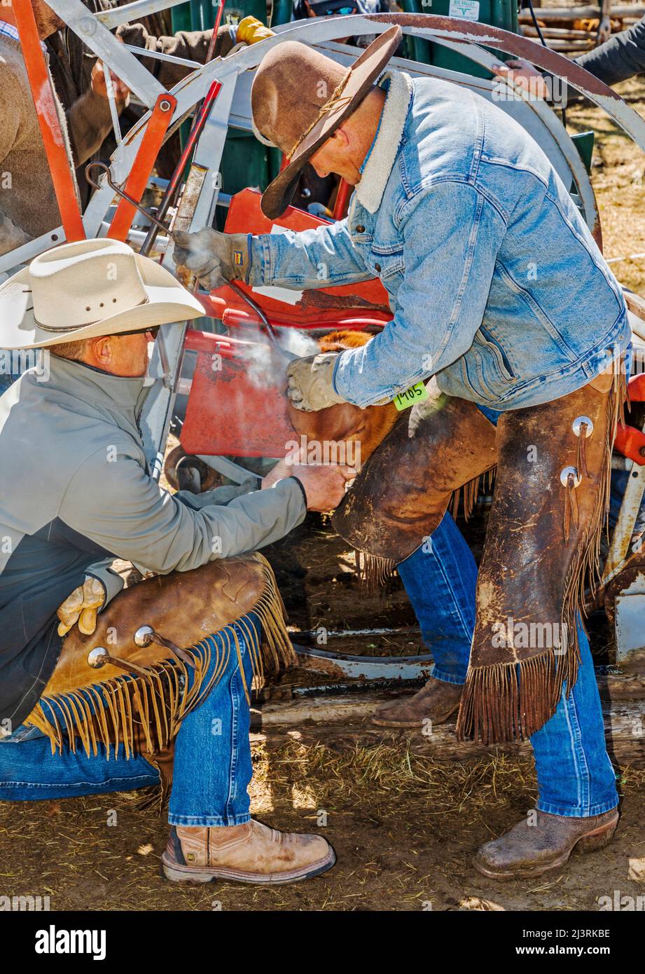 Young calf in squeeze shoot; spring branding event on the Hutchinson ...