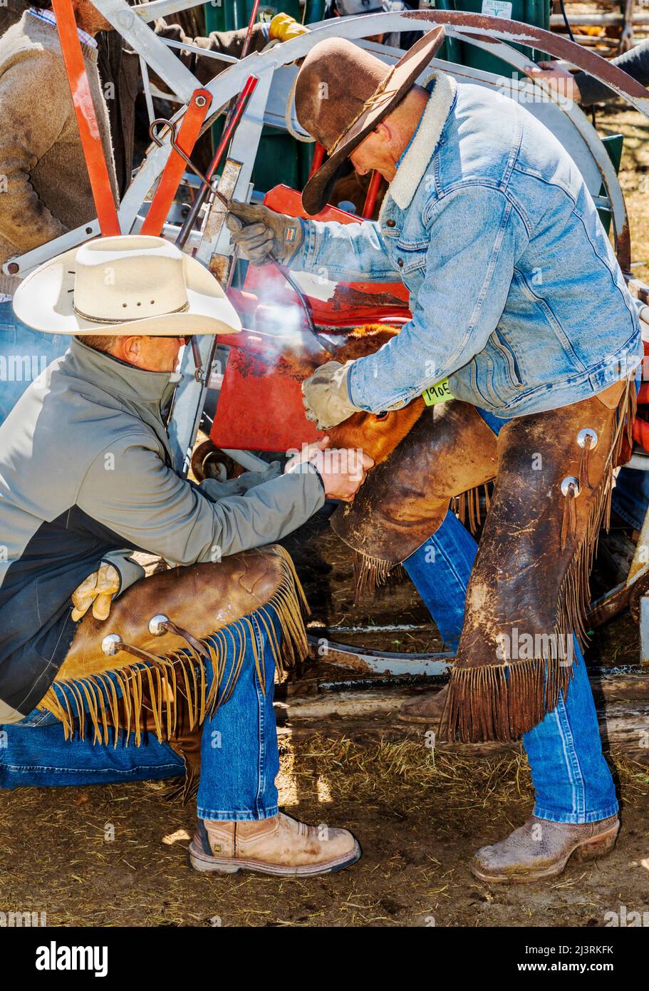 Young calf in squeeze shoot; spring branding event on the Hutchinson ...