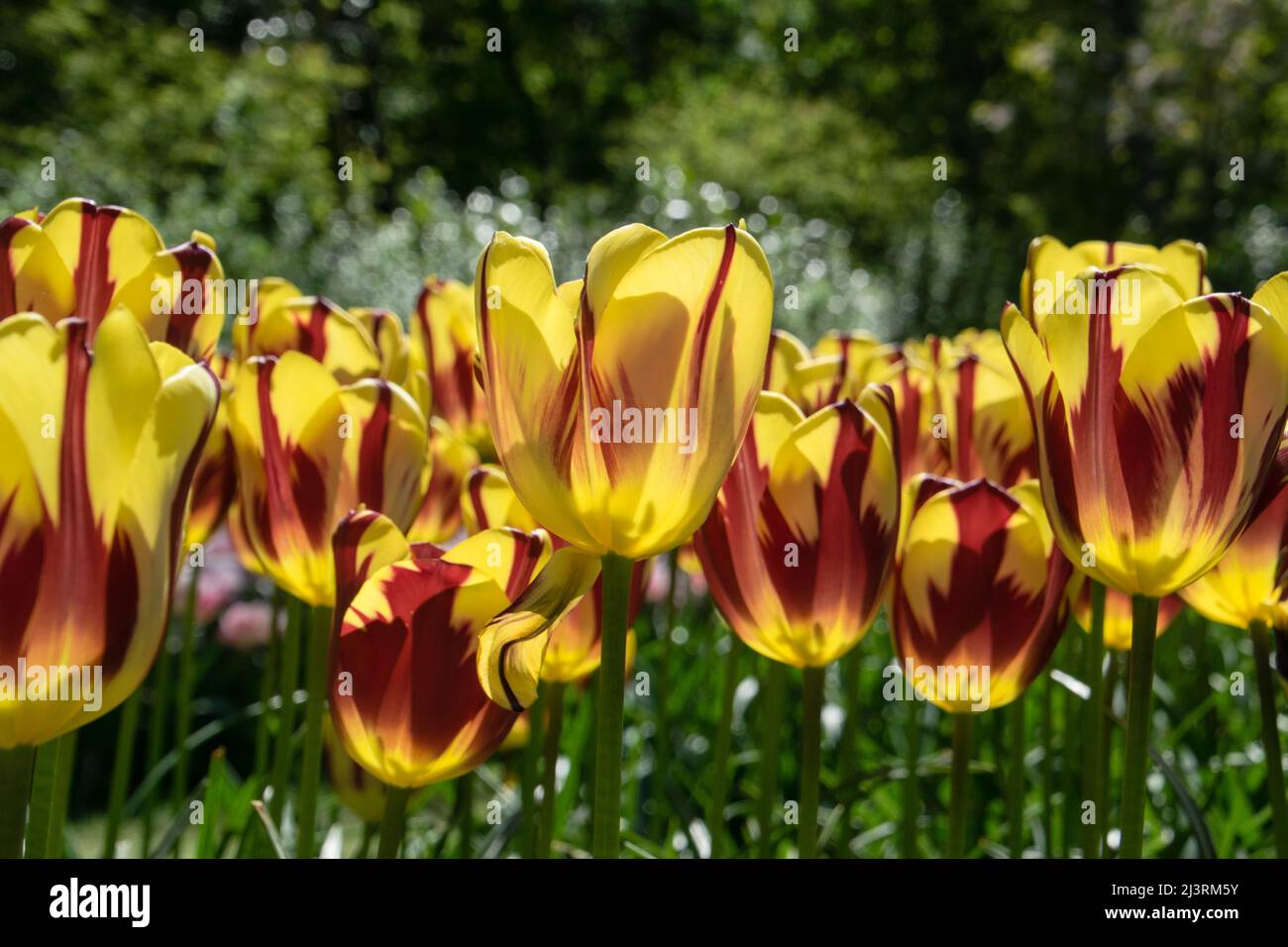 The famous Netherlands tulips Stock Photo - Alamy