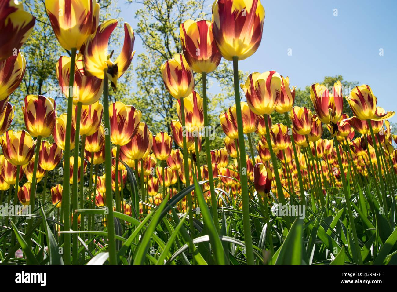 The famous Netherlands tulips Stock Photo - Alamy
