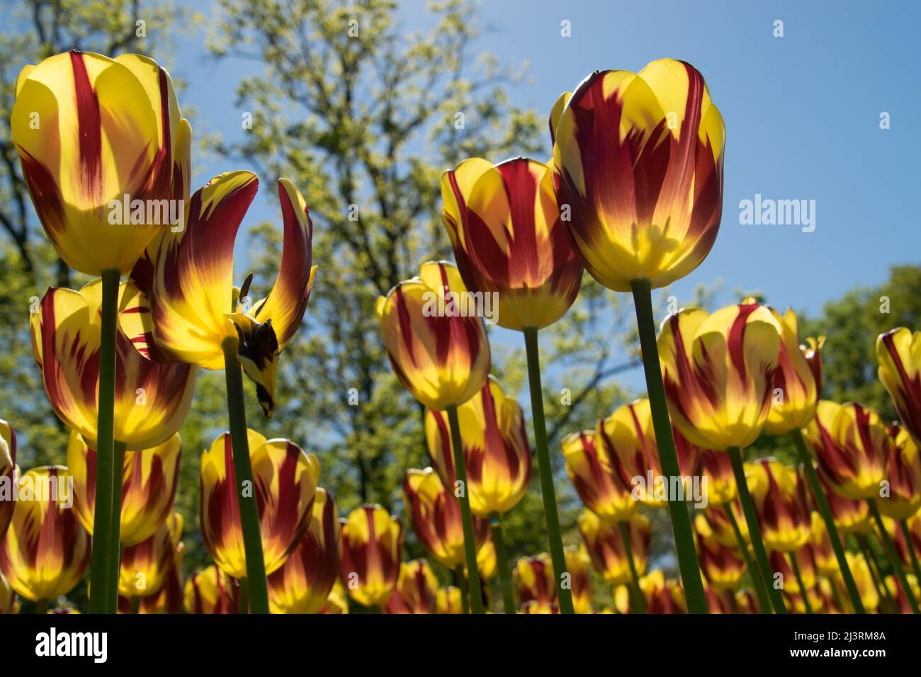 The famous Netherlands tulips Stock Photo - Alamy