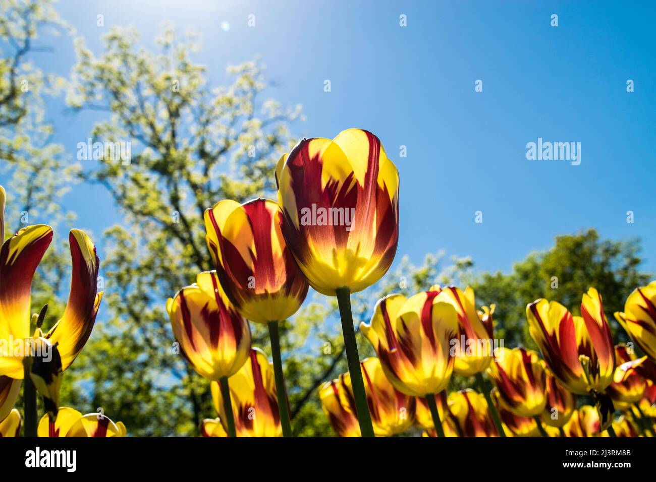 The famous Netherlands tulips Stock Photo - Alamy