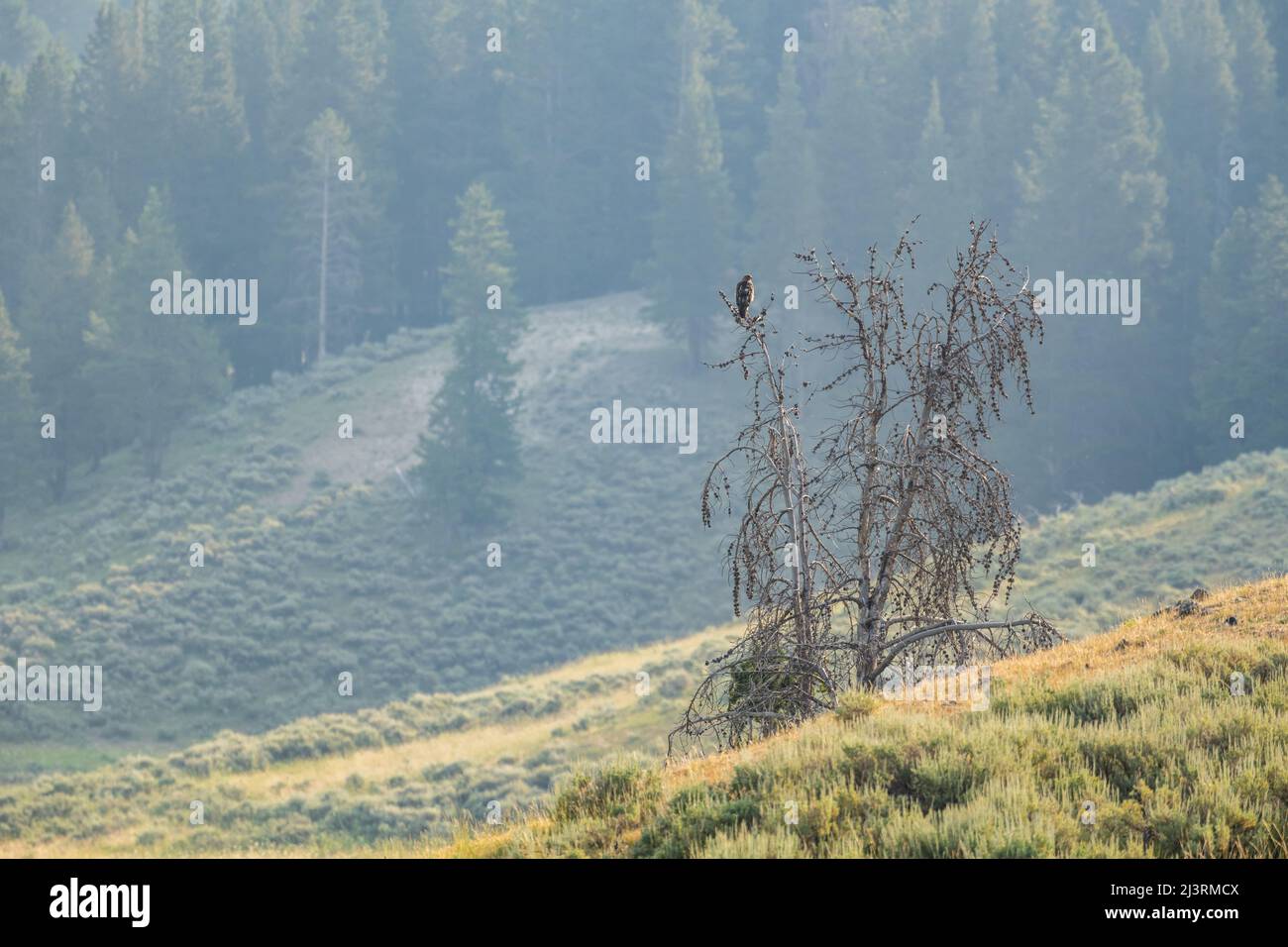 Howard hawk hi-res stock photography and images - Alamy