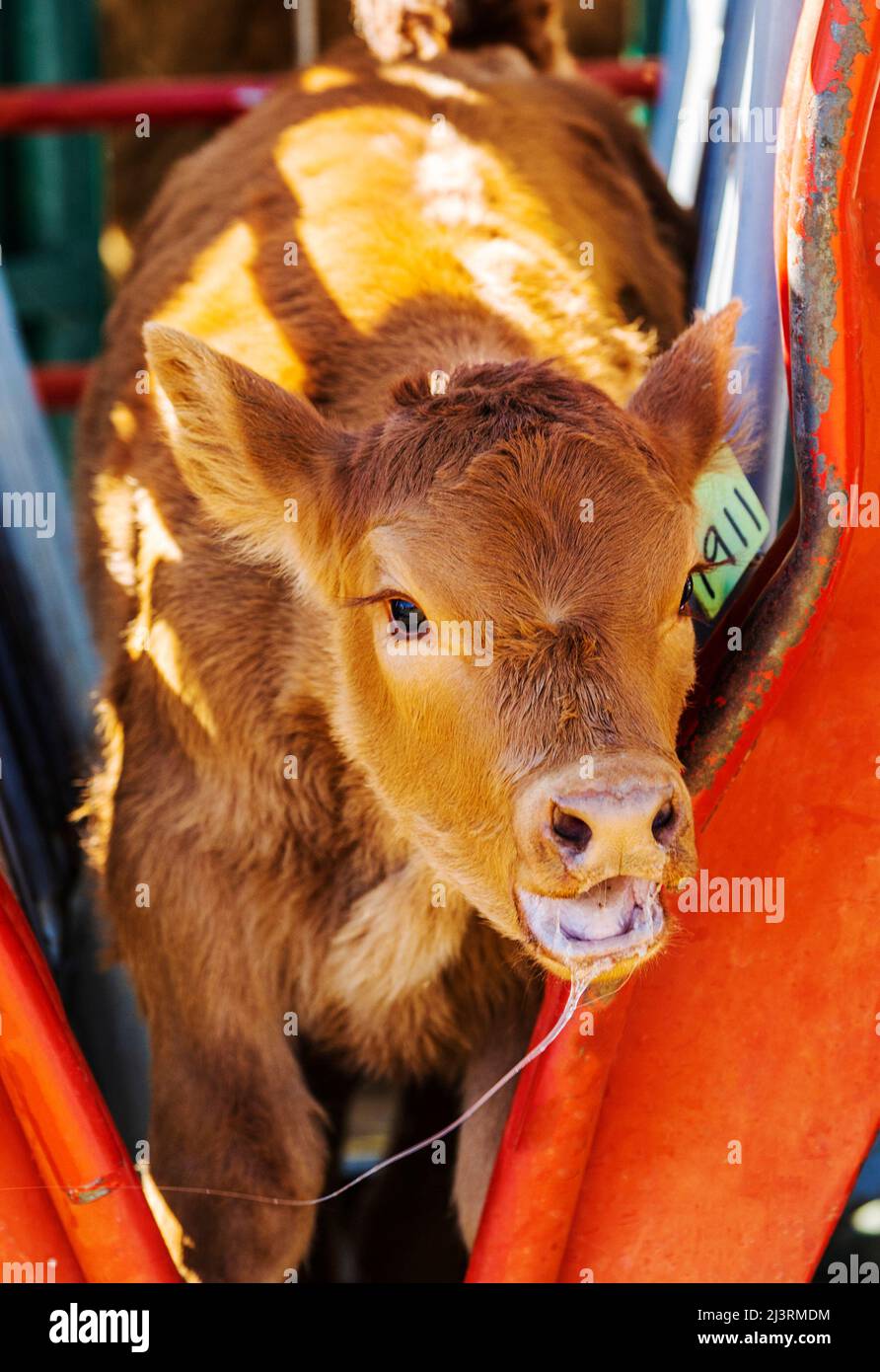 Young calf in squeeze shoot; spring branding event on the Hutchinson ...