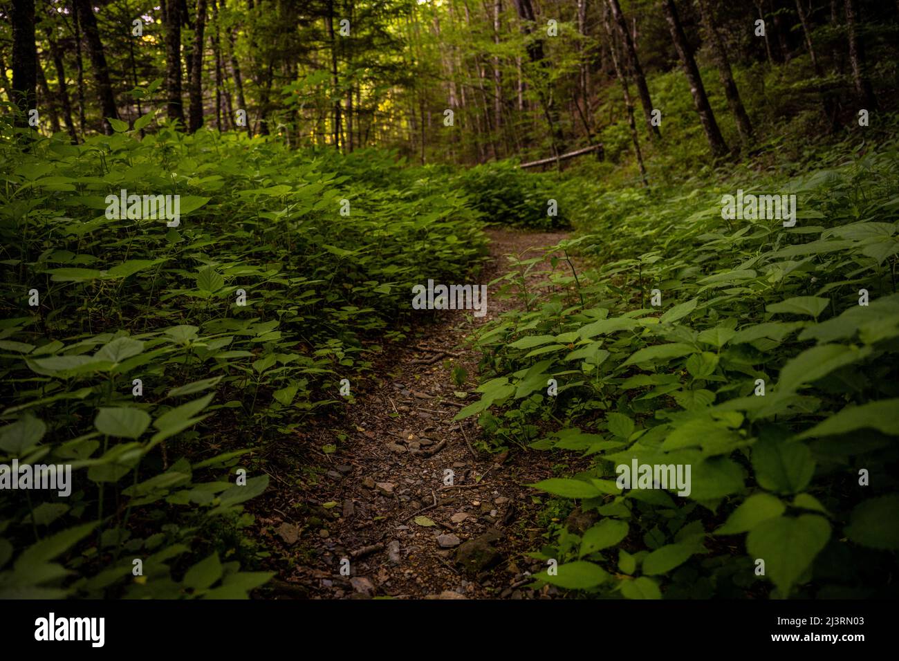 Low Angle of Narrow Trail Being Crowed By Spring Plants in Great Smoky ...
