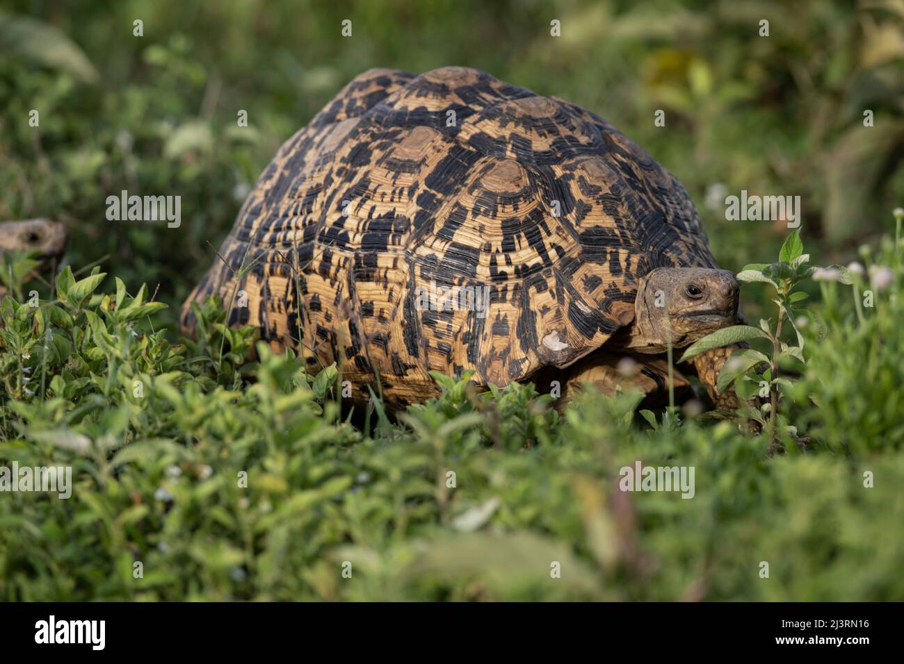 African leopard tortoise hi-res stock photography and images - Alamy