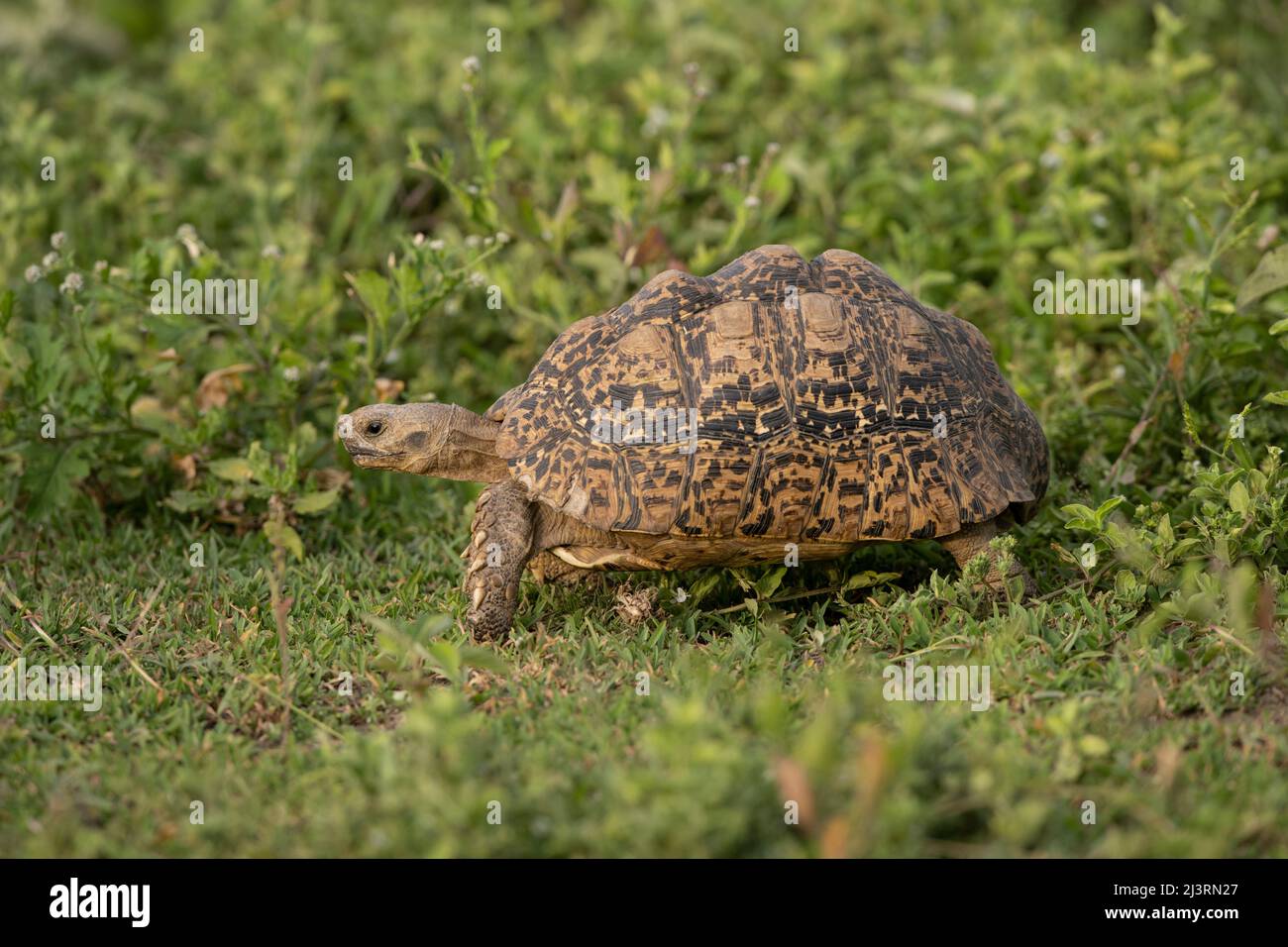 African leopard tortoise hi-res stock photography and images - Alamy