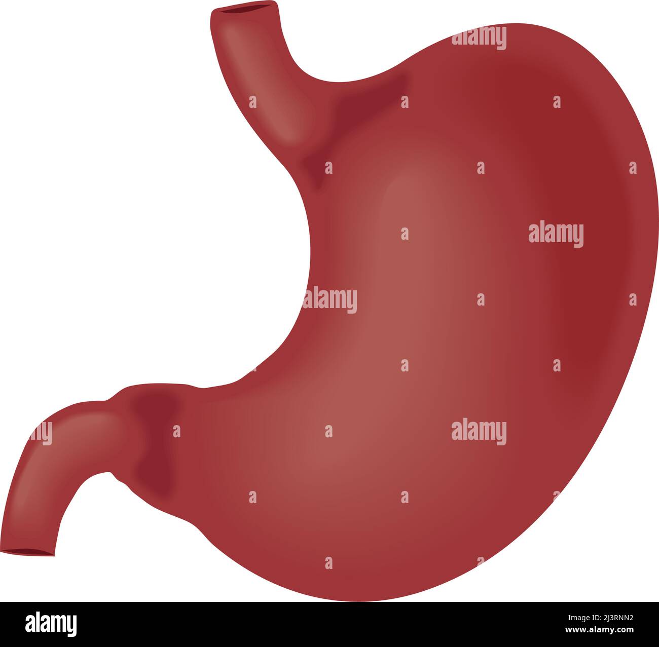 Human body organ systems Stock Vector Images - Alamy