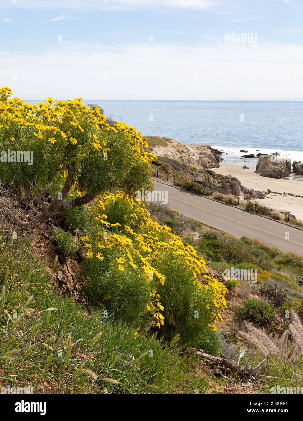 Spring flowers along the beach in Malibu Stock Photo - Alamy
