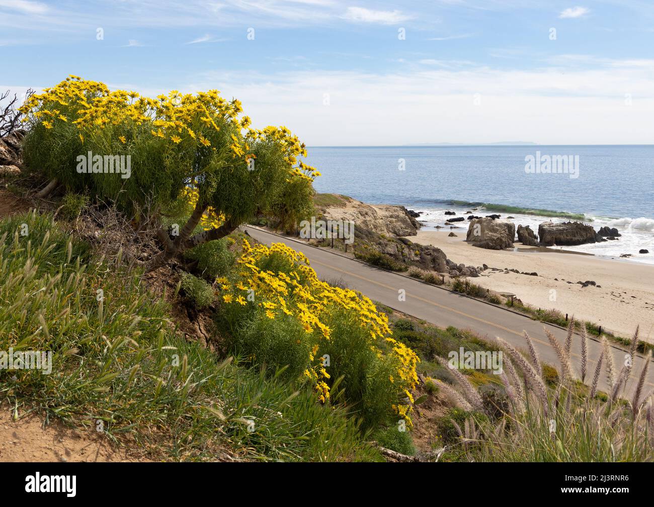 Spring flowers along the beach in Malibu Stock Photo - Alamy