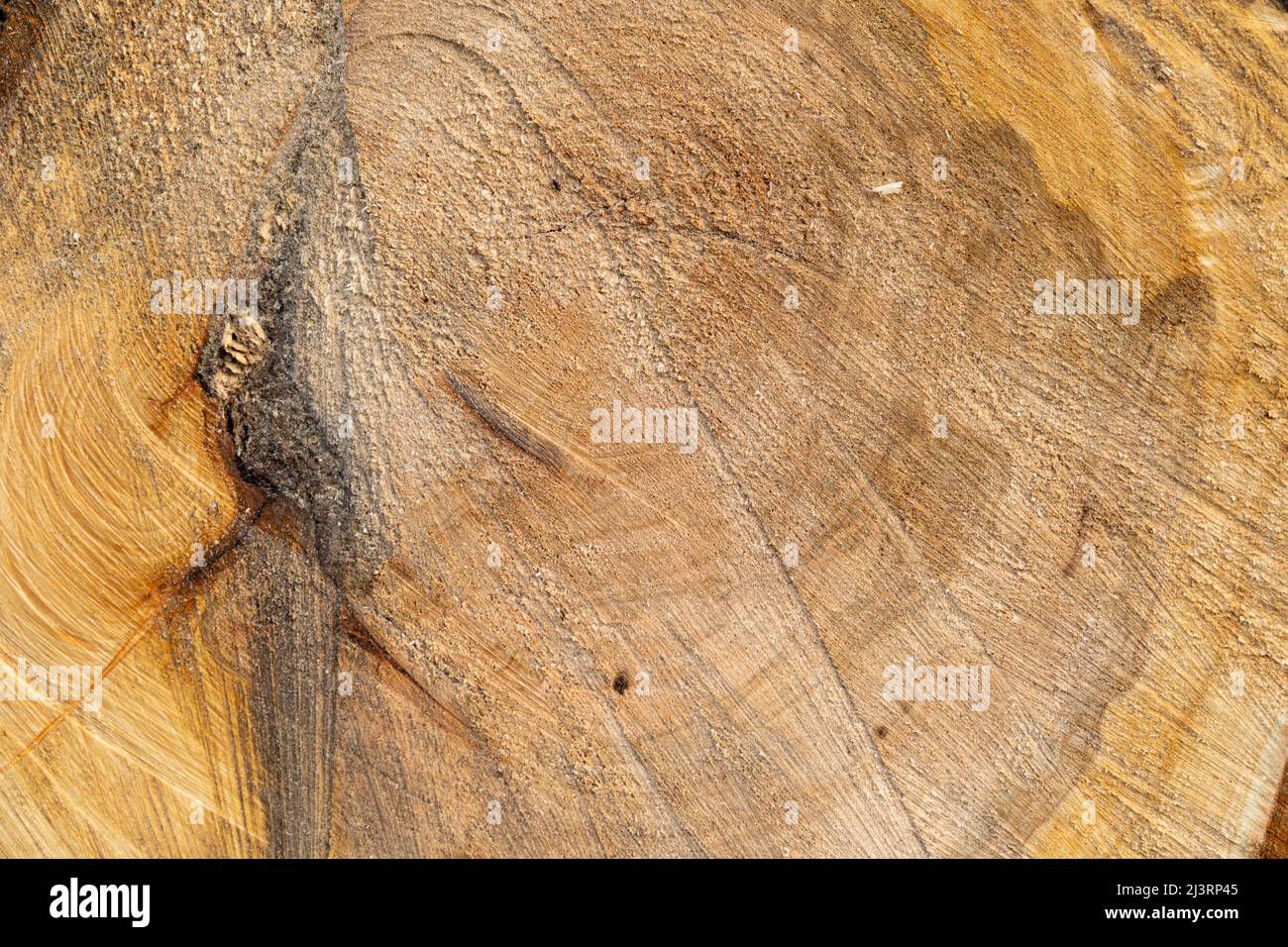 Trunk wooden cross section texture with the annual rings and scrapes of ...