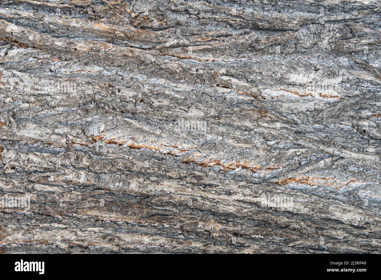 Tree horizontal lines hi-res stock photography and images - Alamy