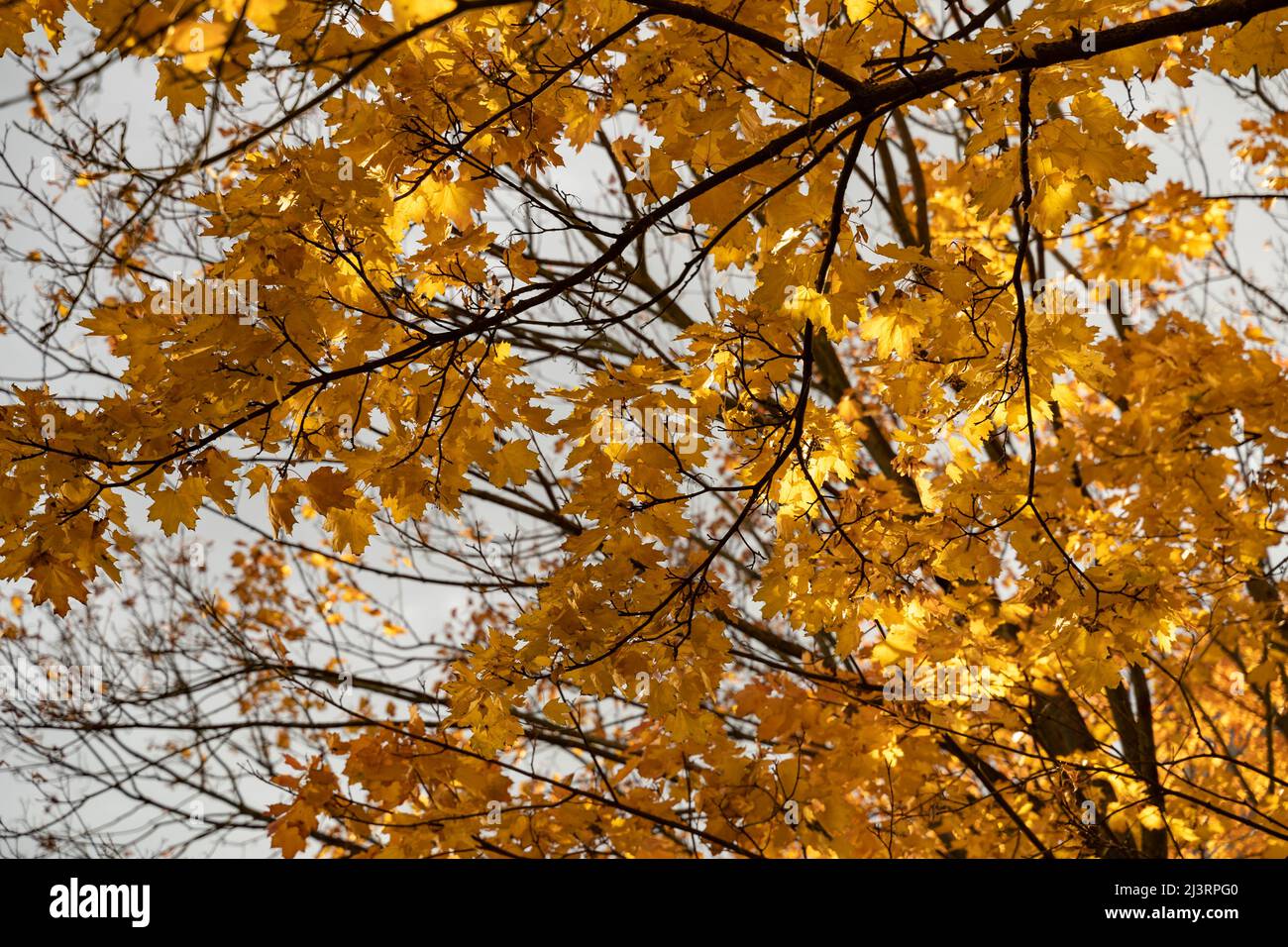 Orange autumn leaves of a maple tree. Looking up to a tree crown in ...
