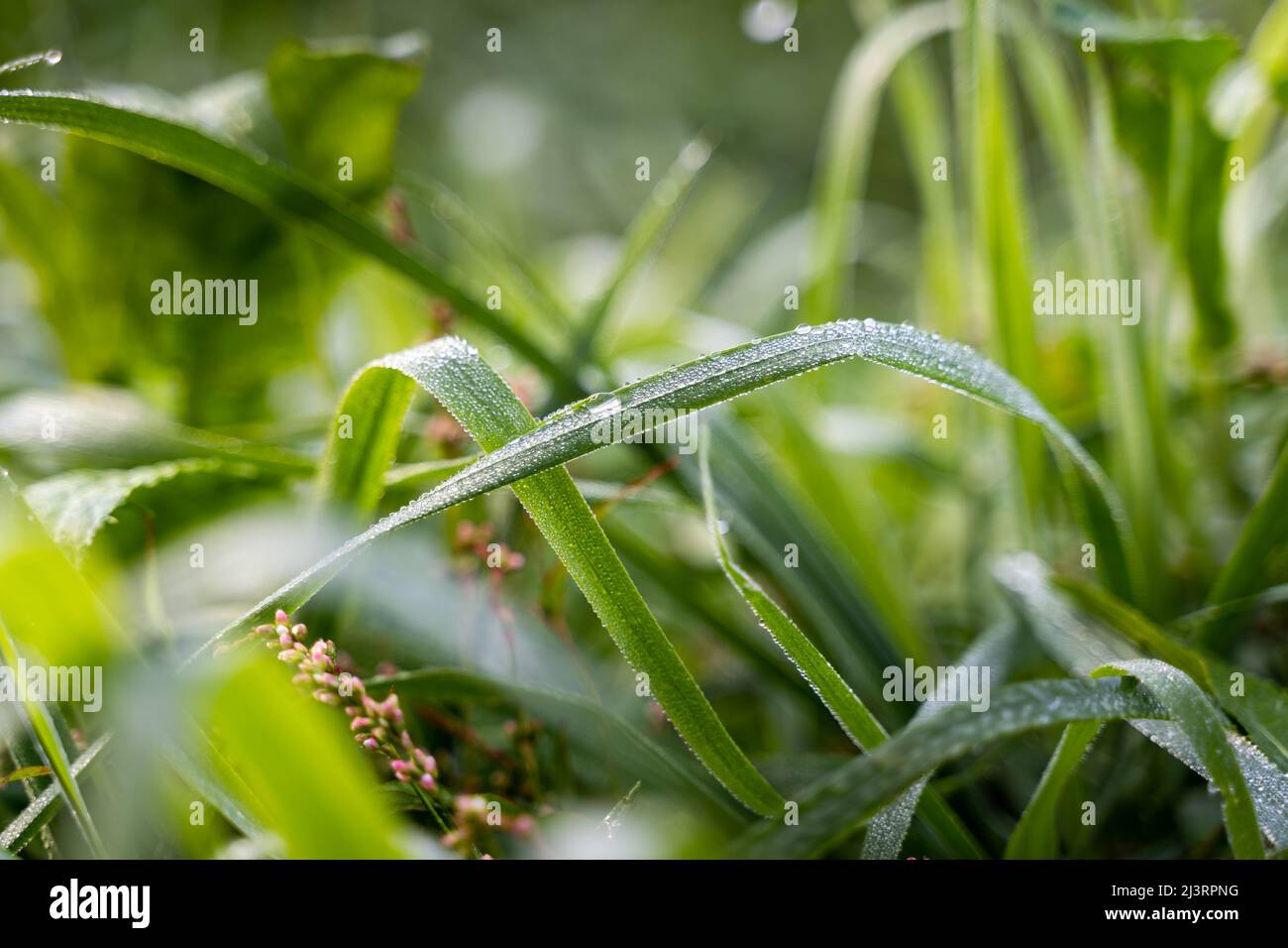 Raindrop in a field hi-res stock photography and images - Alamy