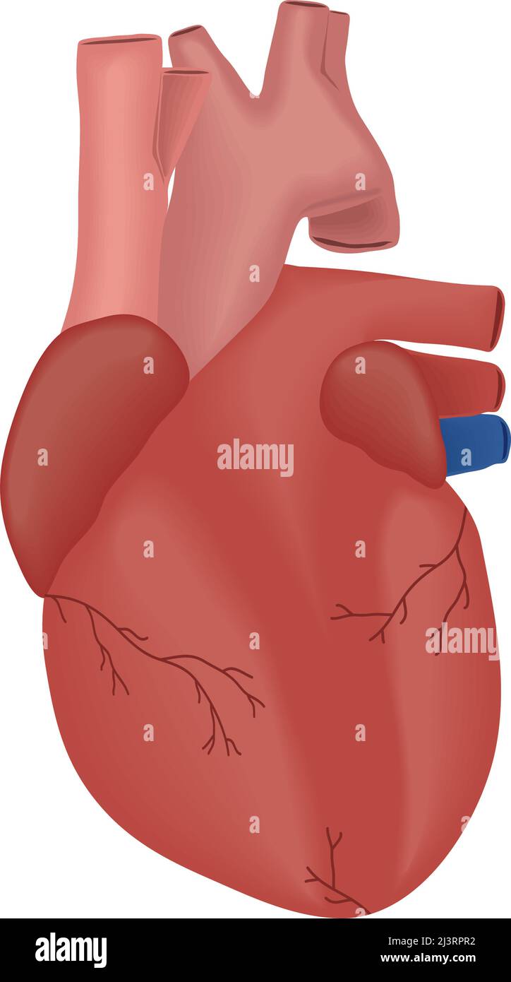 heart human body part, realistic icon Stock Vector Image & Art - Alamy