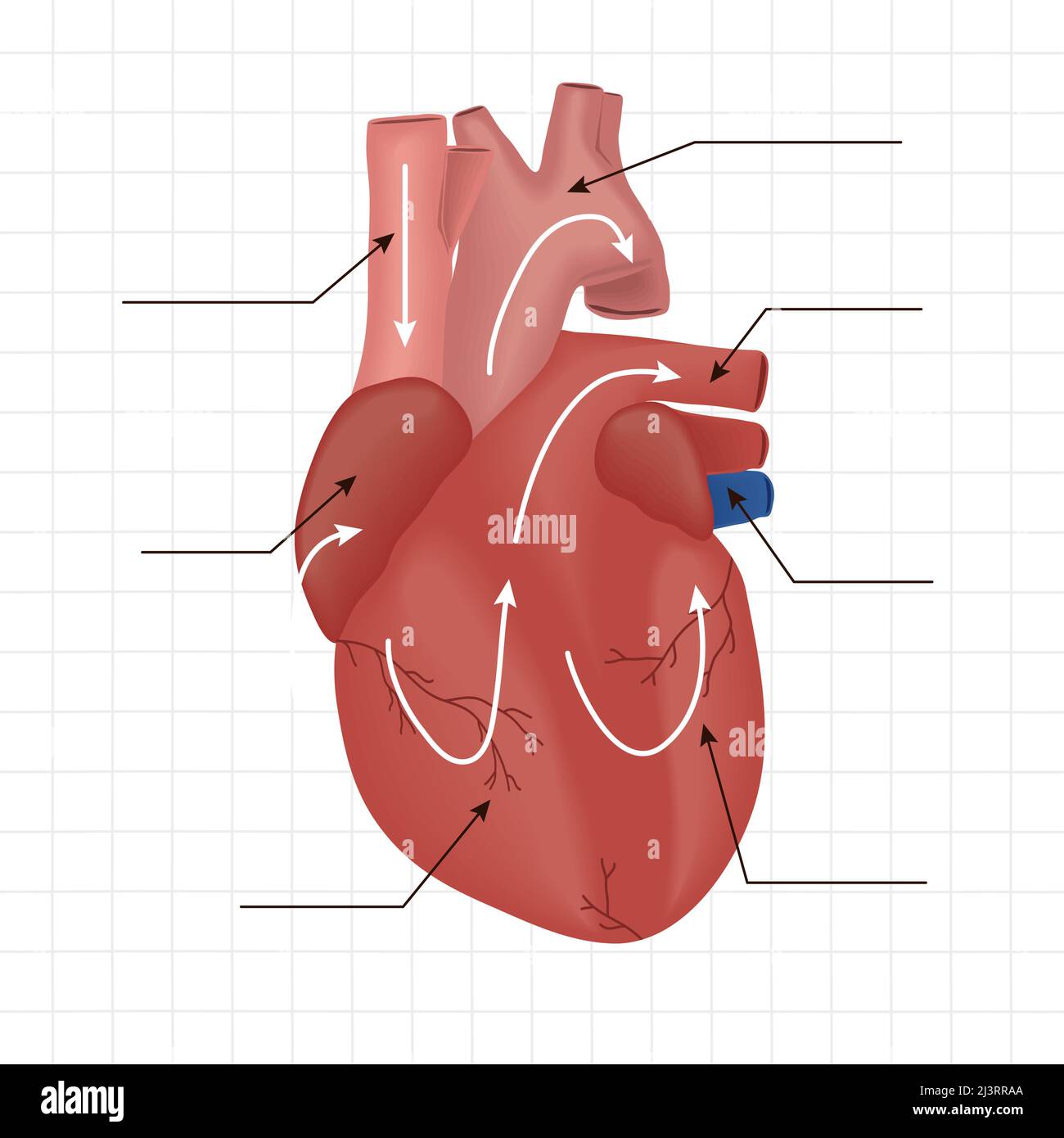 realistic human heart organ diagram Stock Vector Image & Art - Alamy