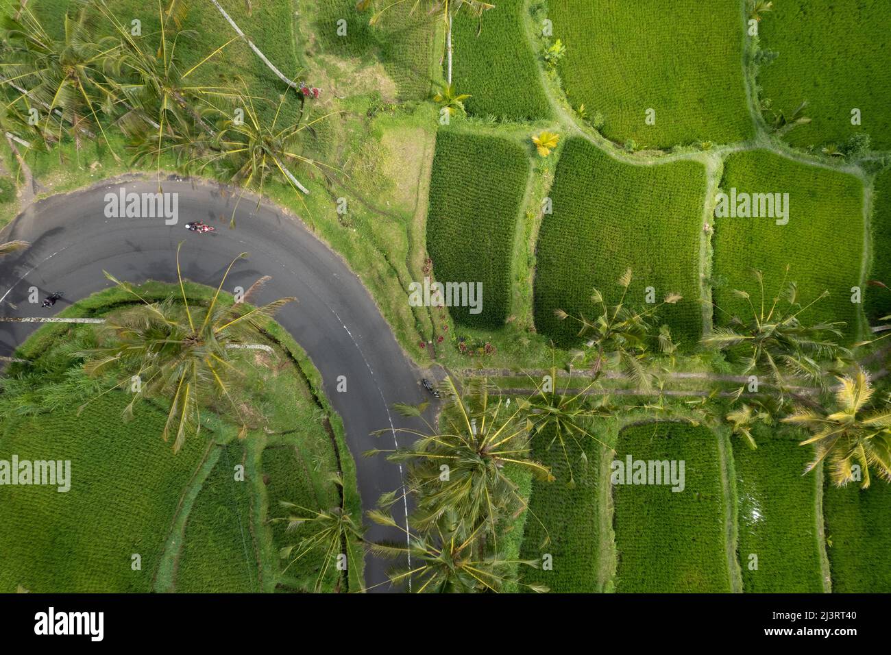 Rice field view from drone Stock Photo - Alamy