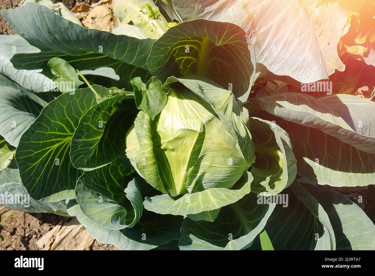 Top view of ripe cabbage on a vegetable patch. Harvest at the dacha ...