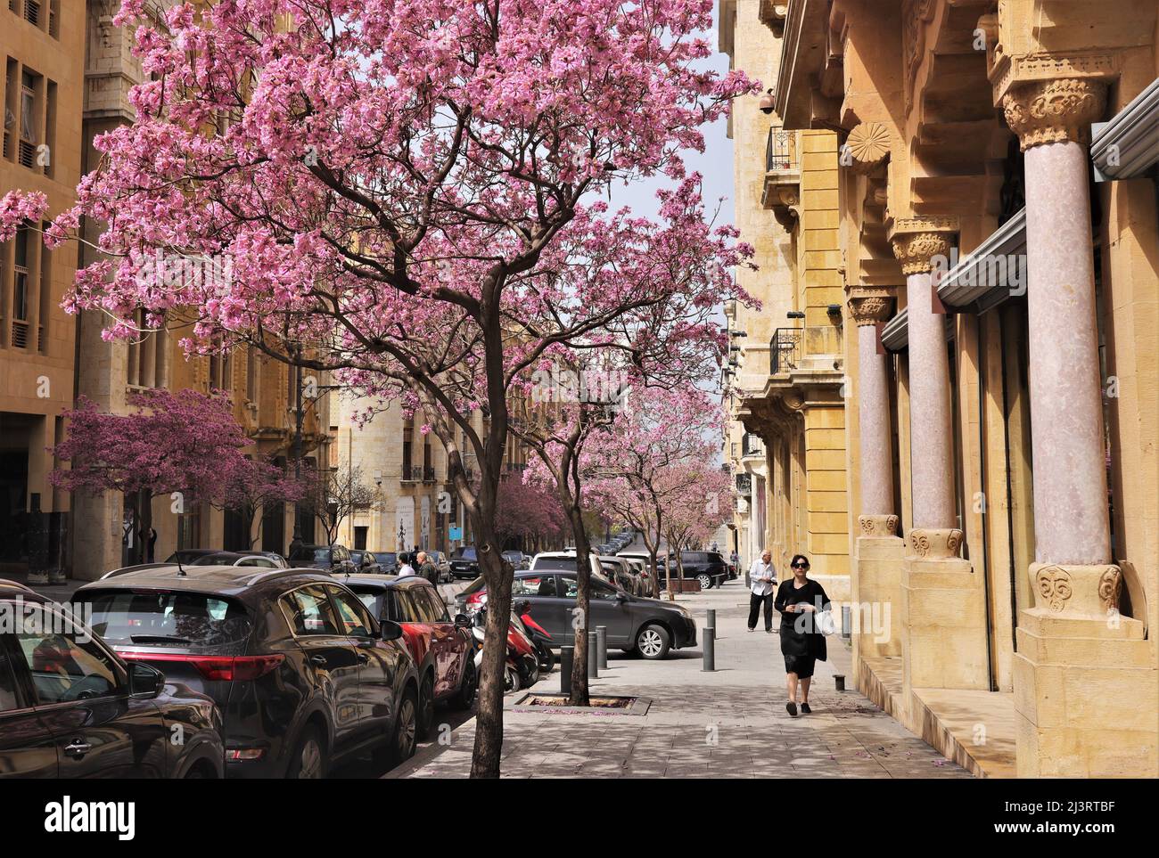 Beirut, Lebanon. 7th Apr, 2022. People walk under blooming pink trumpet ...