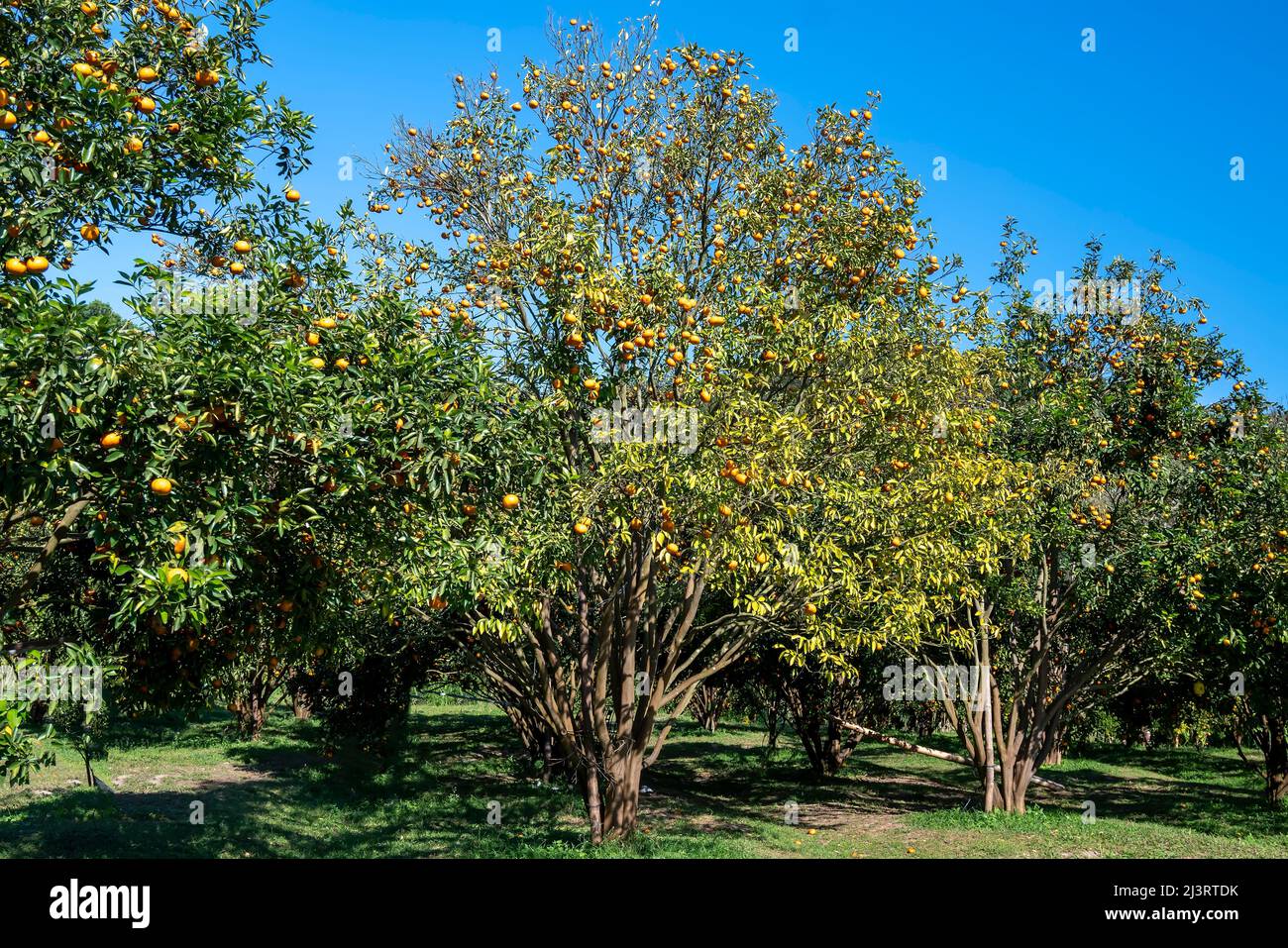Garden of ripe mandarin oranges waiting to be harvested in the spring ...