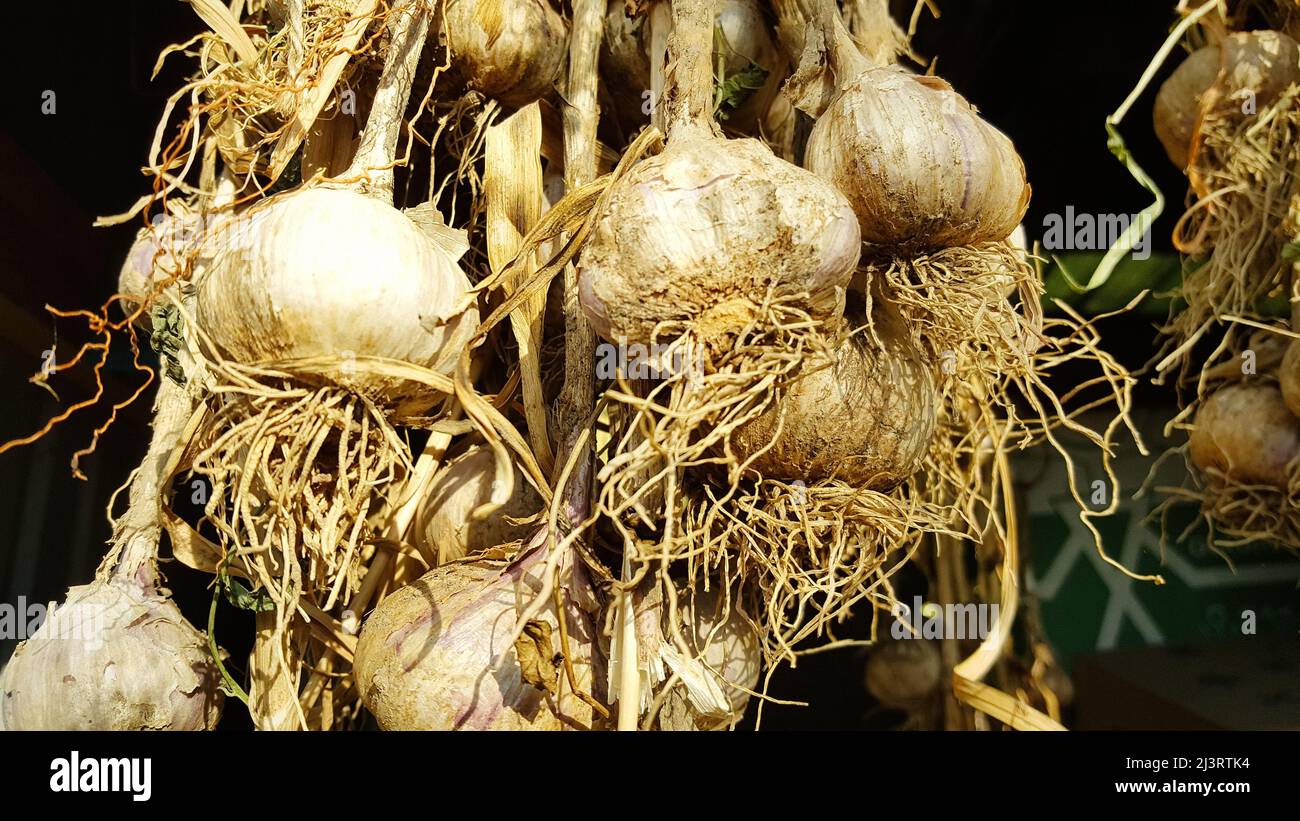Dried garlic in a bunch hi-res stock photography and images - Alamy