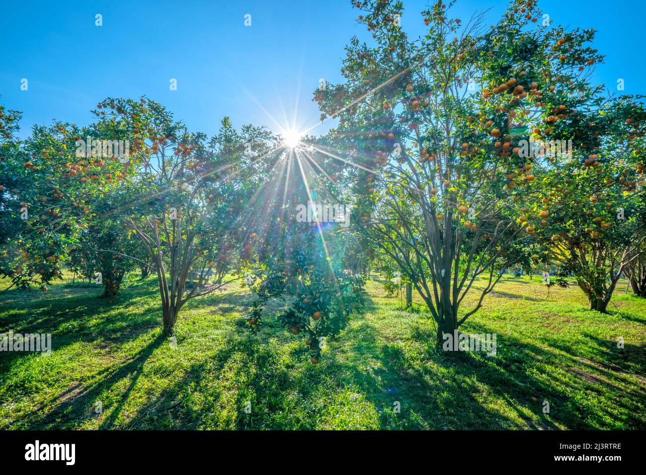 Garden ripe mandarin oranges waiting hi-res stock photography and ...