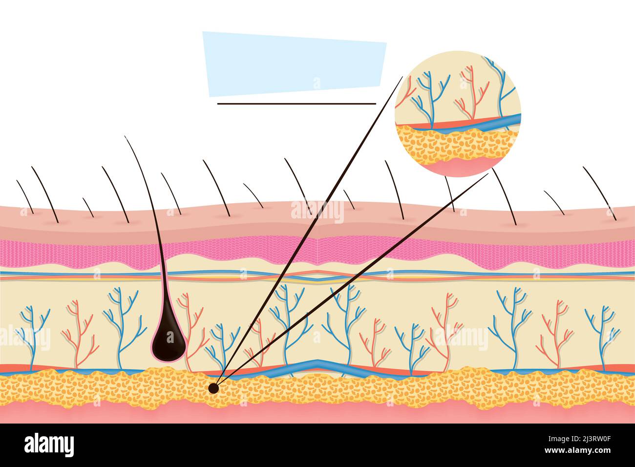 realistic human skin diagram design Stock Vector Image & Art - Alamy