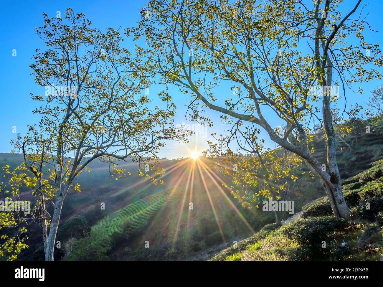 Morning landscape by the old tree when the sunlight penetrates through ...