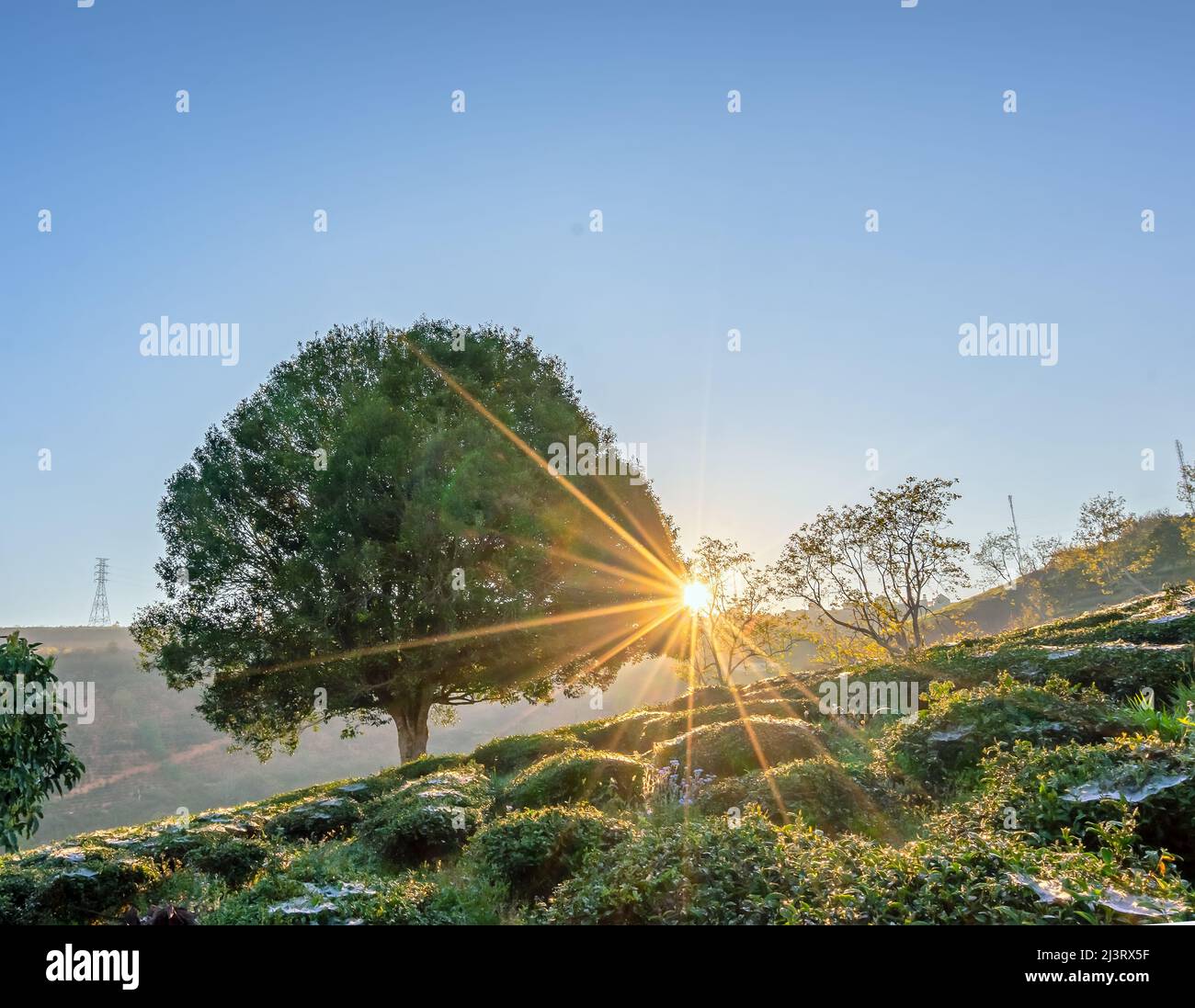 Morning landscape by the old tree when the sunlight penetrates through ...