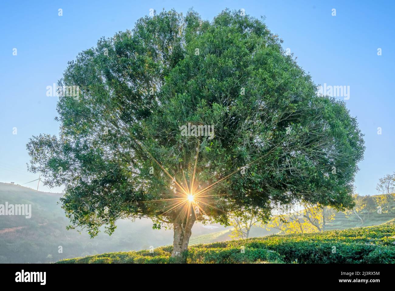 Morning landscape by the old tree when the sunlight penetrates through ...